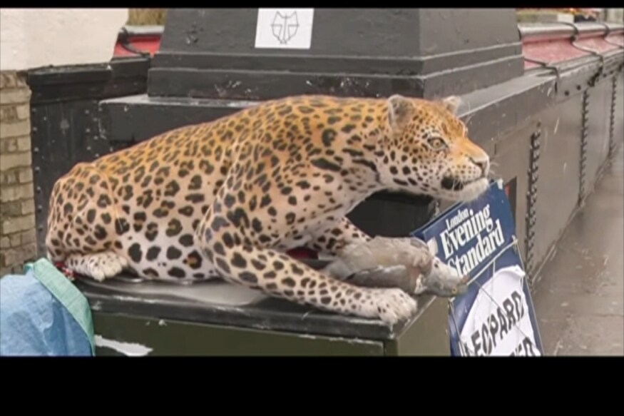 Watch: Video of Fake Leopard Scaring People in a Birdhouse in London ...