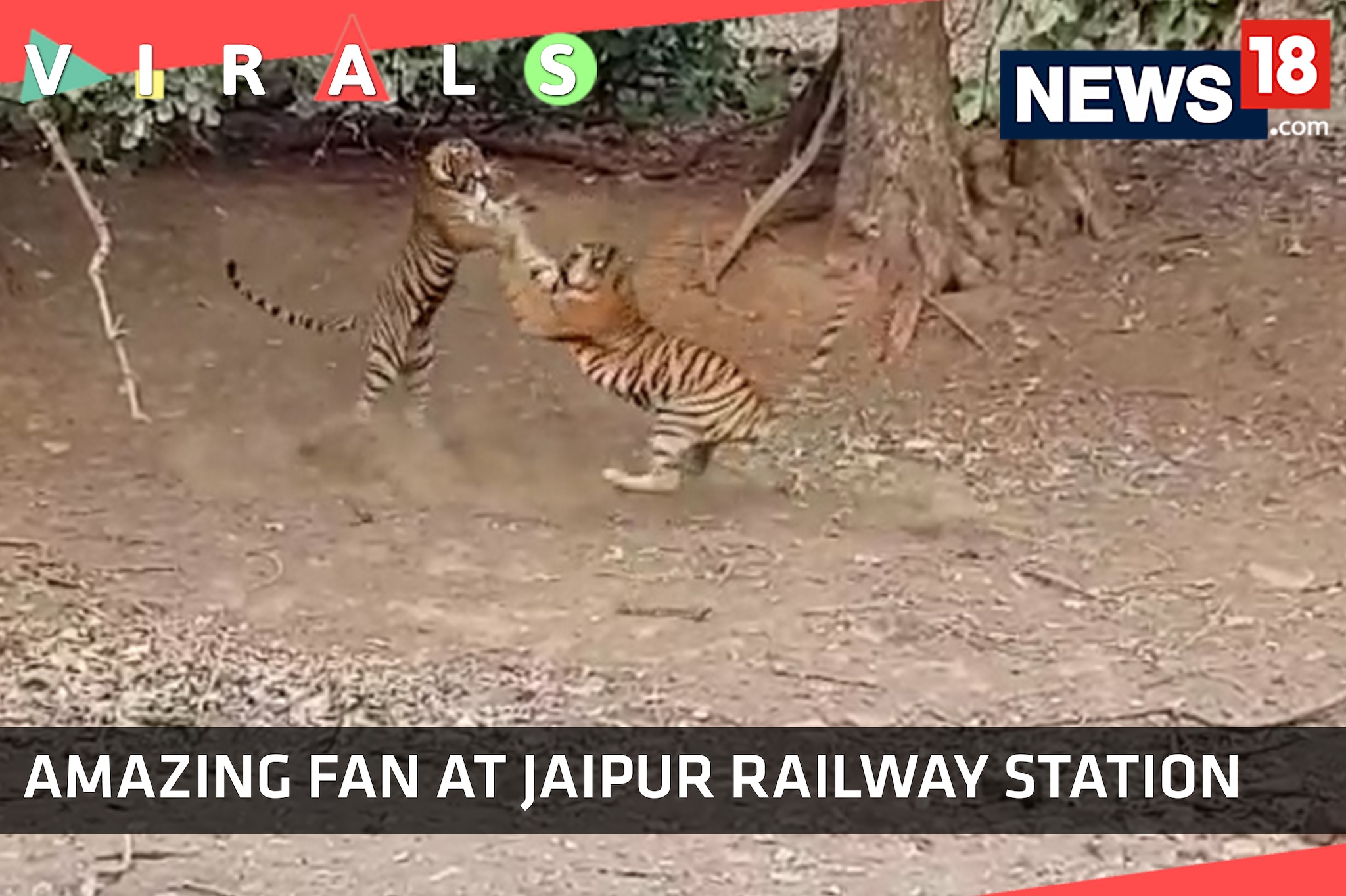 The Viral Video Of Two Tigers Fighting In Ranthambore, Rajasthan - News18