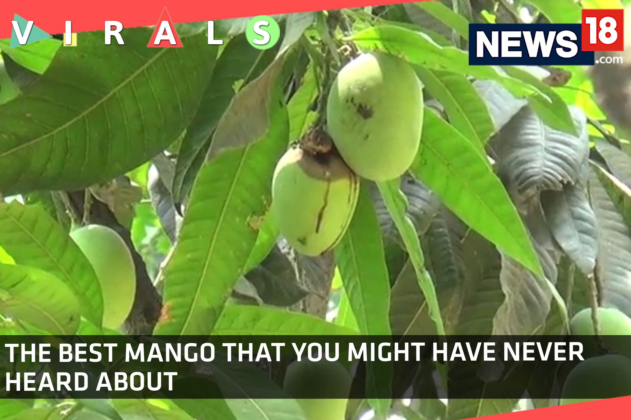 The best Mango That You Might Have Never Heard About! - News18