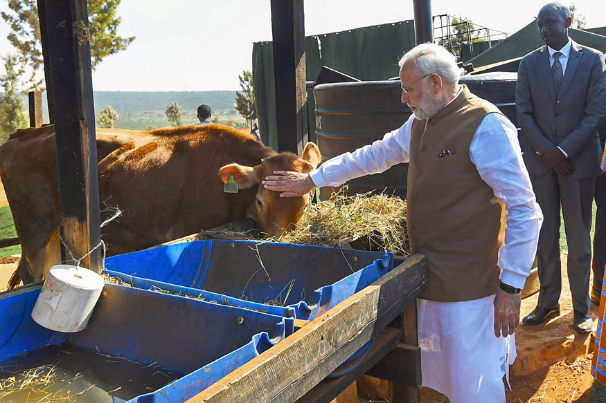 PM Narendra Modi Donates 200 Cows to Villagers in Rwanda - News18