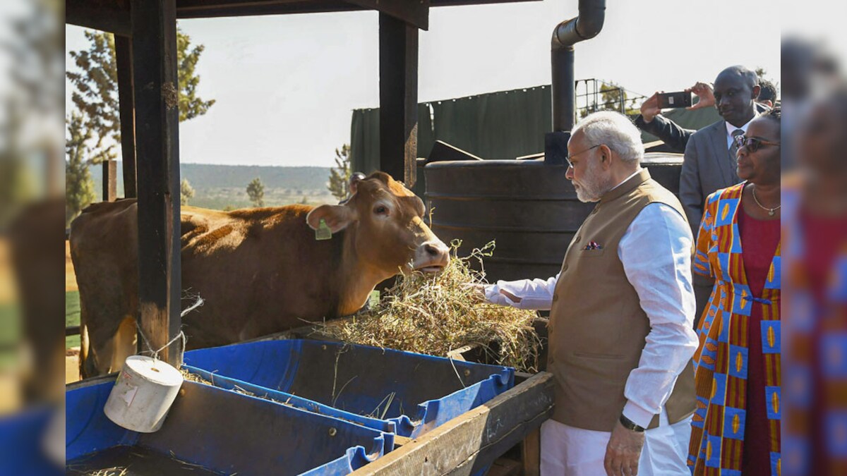 Budget 2019: Modi Govt to Set up National Cow Commission, RSS Adds ...