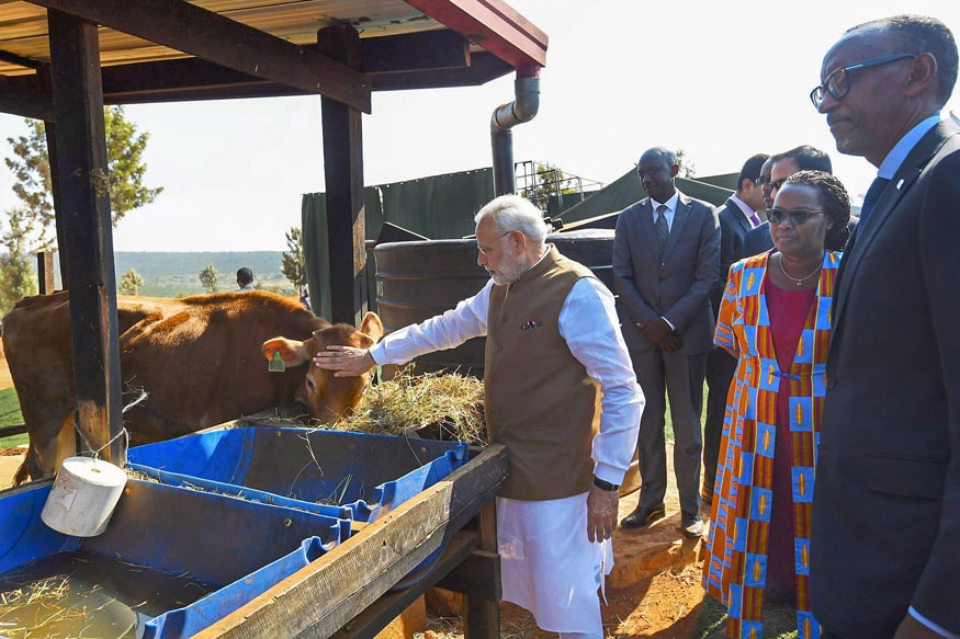 PM Narendra Modi Donates 200 Cows to Villagers in Rwanda - News18