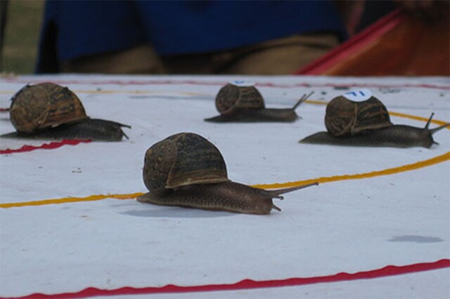 Ready, Steady, Slow - Snails Slug it Out at Racing World Championship ...