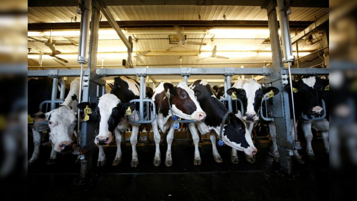 Moo(t) Point: Uttar Pradesh's 'Cow Cess' Aside, These Are Other Bizarre ...