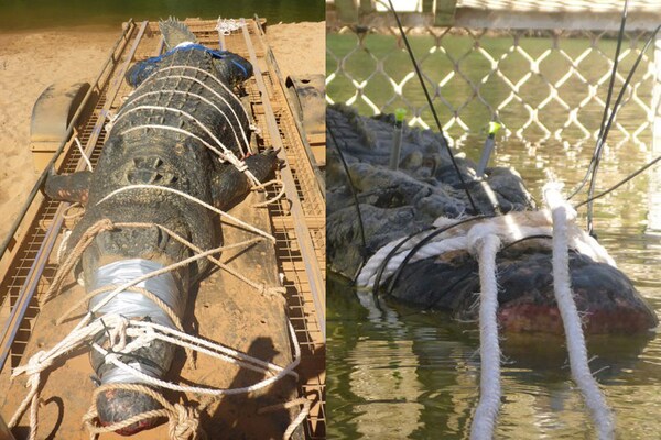 Crocodile News: Latest Crocodile News and Updates at News18