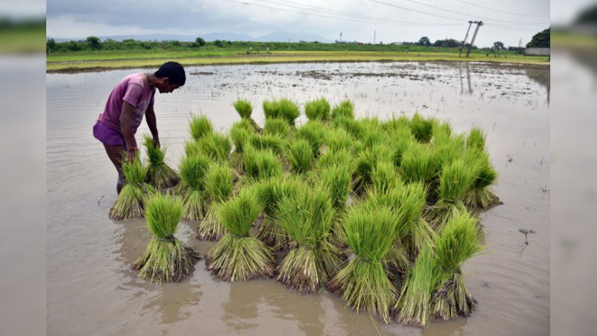 Modi Cabinet Approves Steep Hike in MSP for Kharif Crops - News18