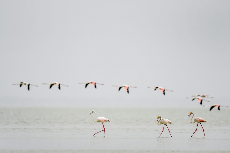 Flamingo Birds Arrive at Sambhar Salt Lake in Rajasthan - News18