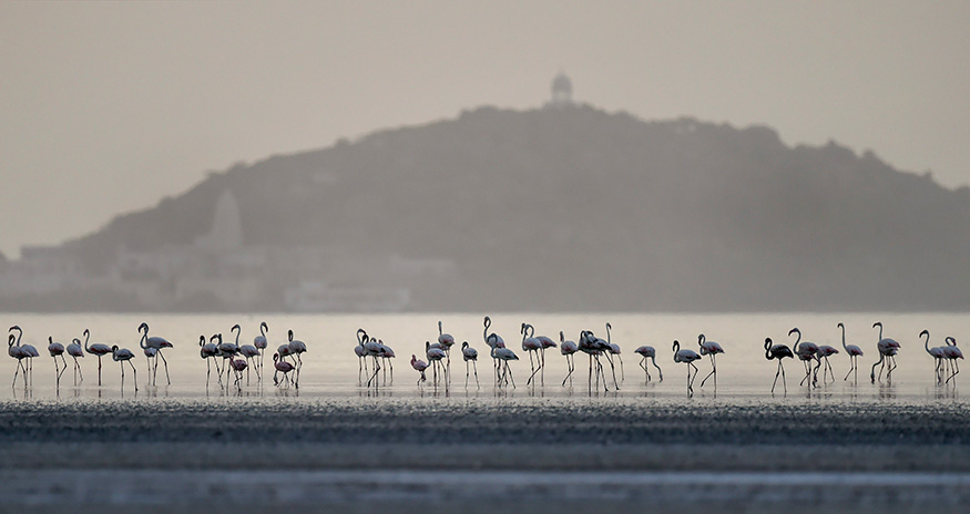 Flamingo Birds Arrive at Sambhar Salt Lake in Rajasthan