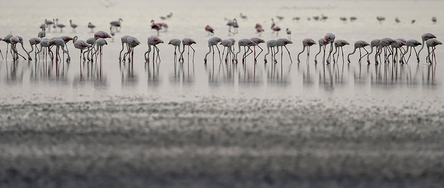 Flamingo Birds Arrive at Sambhar Salt Lake in Rajasthan - News18