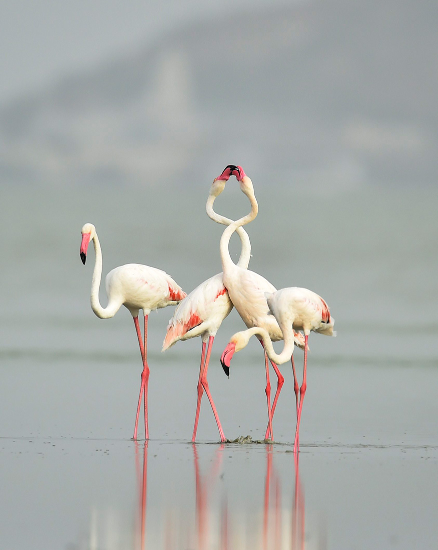 Flamingo Birds Arrive at Sambhar Salt Lake in Rajasthan - News18
