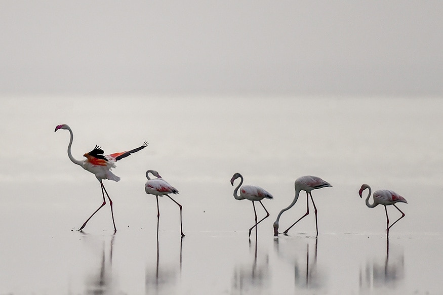 Flamingo Birds Arrive at Sambhar Salt Lake in Rajasthan - News18
