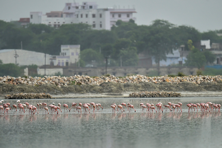 Flamingo Birds Arrive at Sambhar Salt Lake in Rajasthan - News18