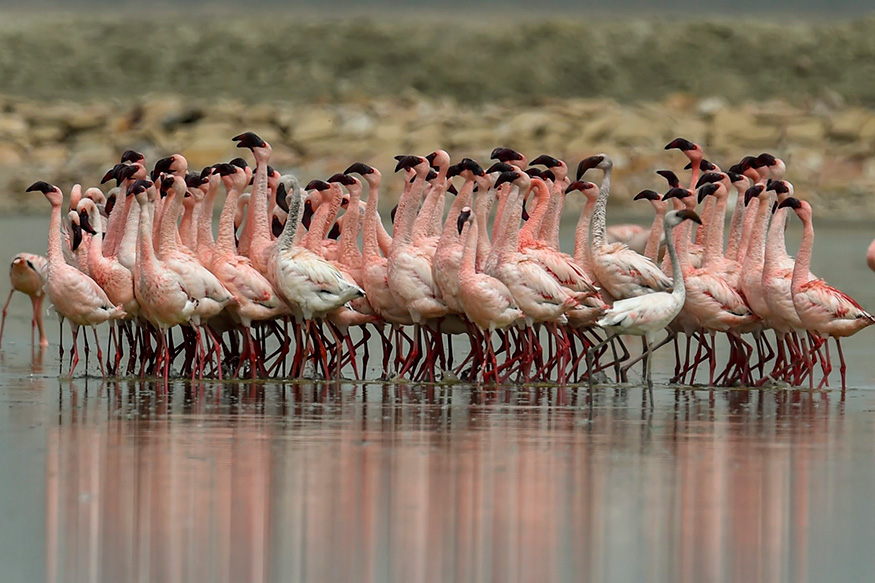 Flamingo Birds Arrive at Sambhar Salt Lake in Rajasthan - News18