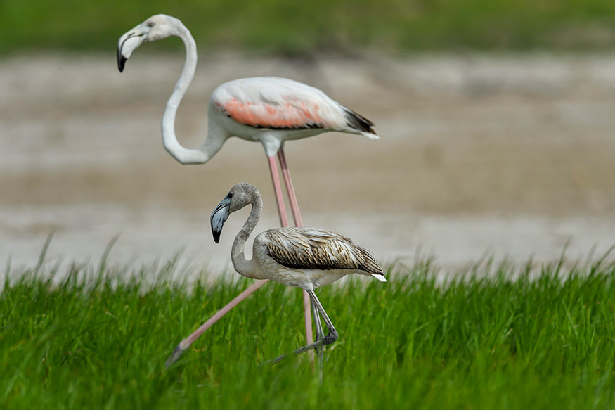 Flamingo Birds Arrive at Sambhar Salt Lake in Rajasthan - News18