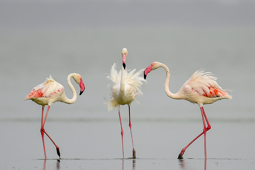 Flamingo Birds Arrive at Sambhar Salt Lake in Rajasthan - News18