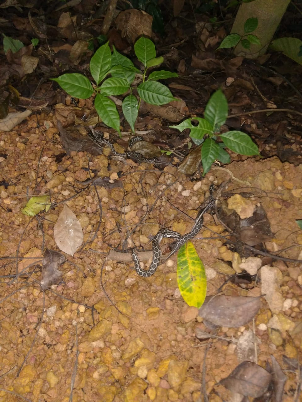 After Floods, Snake SOS Keeps Kerala on Toes as Survivors Return to ...