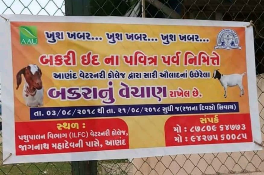 Gujarat's Anand University Rolls Back Its First Goat Sale After Bakr-i ...