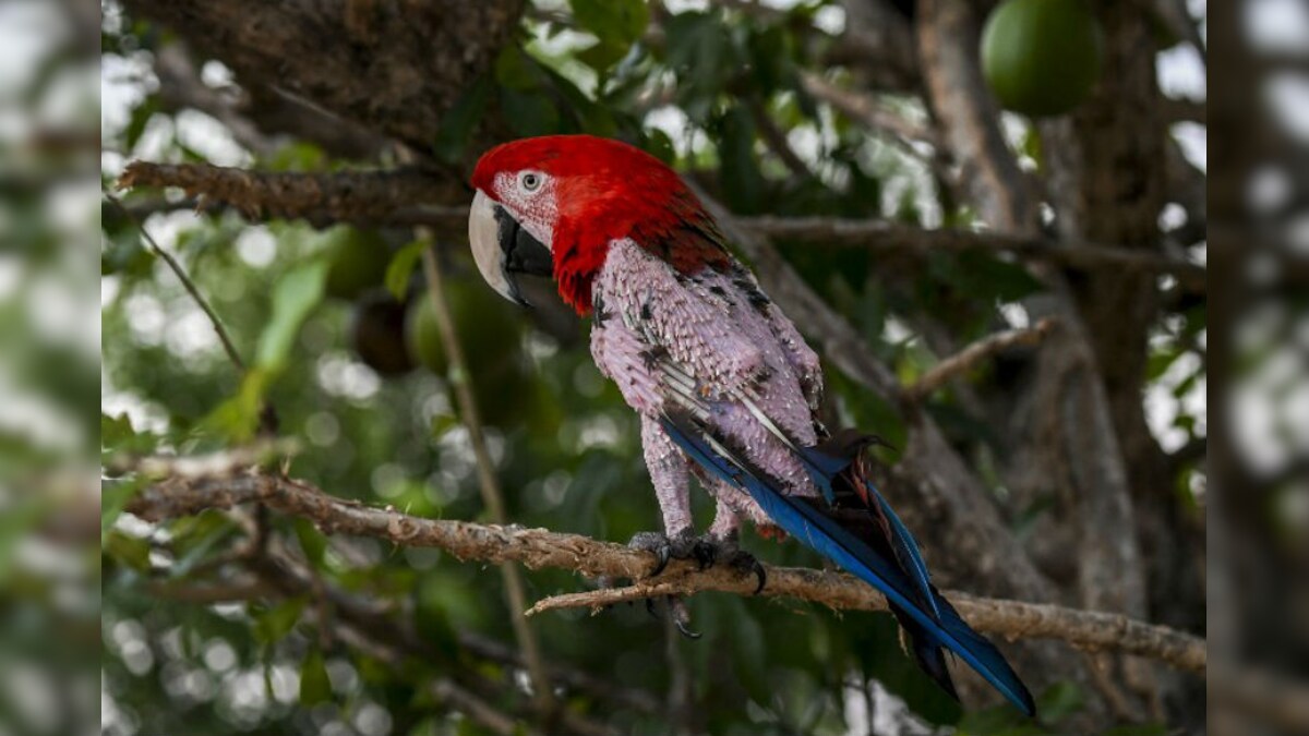 Jailbirds: Opium-Addicted Parrots are Robbing Poppy Farms in Madhya ...