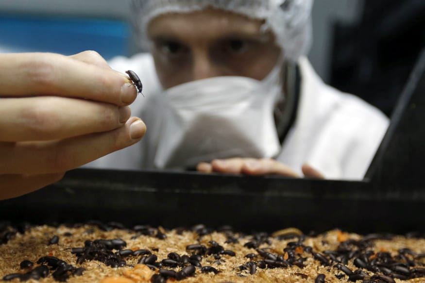 Thieves Make off with Thousands of Live Cockroaches and Spiders From US ...