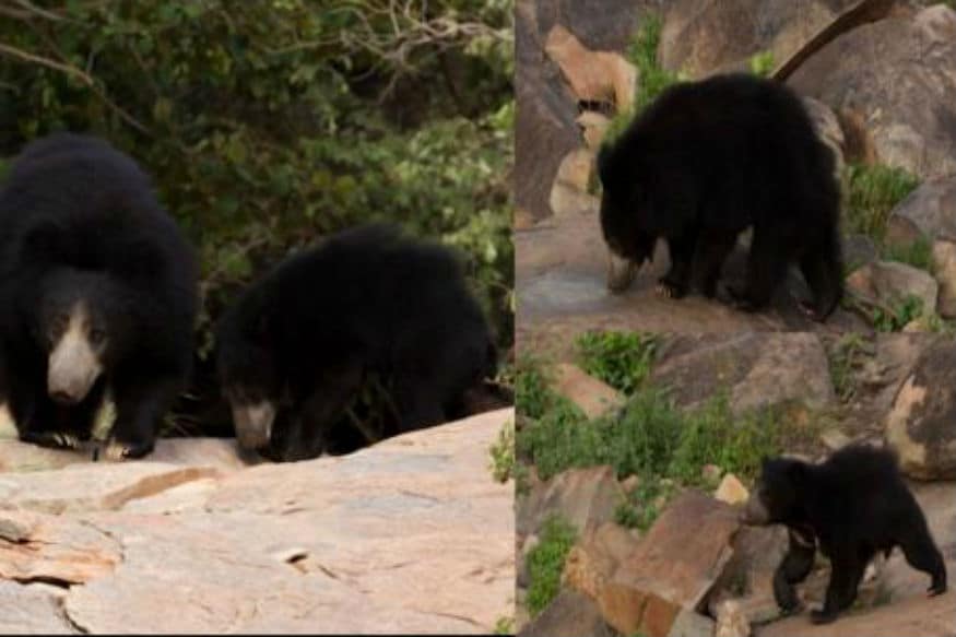 Sloth Bears Thrive at Karnataka Sanctuary, Number Estimated to be ...