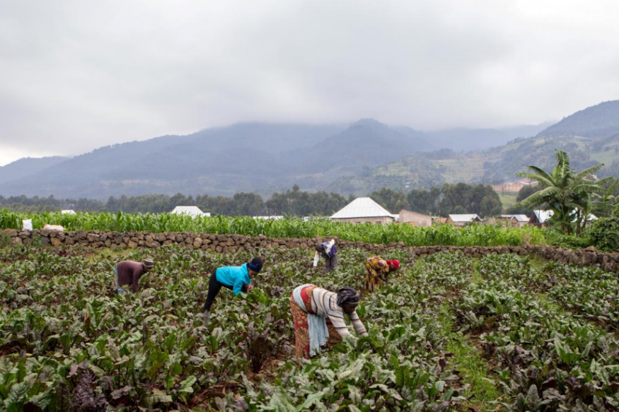 Its Unbelievable! This 27-year-old Rwandan Girl Turns Beetroot into Red ...