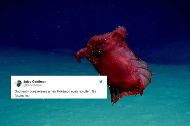 Viral Video Of 'Headless Chicken Sea Monster' Swimming in Sea Has Left ...
