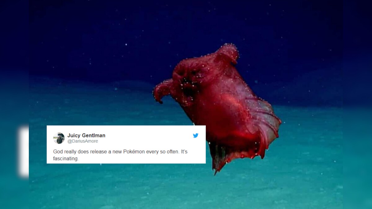 Viral Video Of 'Headless Chicken Sea Monster' Swimming in Sea Has Left ...