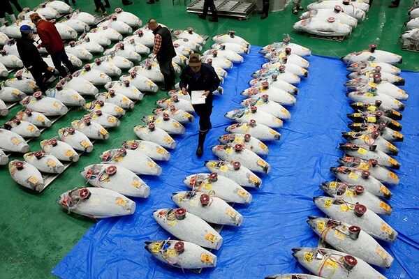 Tsukiji Fish-Market News: Latest Tsukiji Fish-Market News and Updates ...