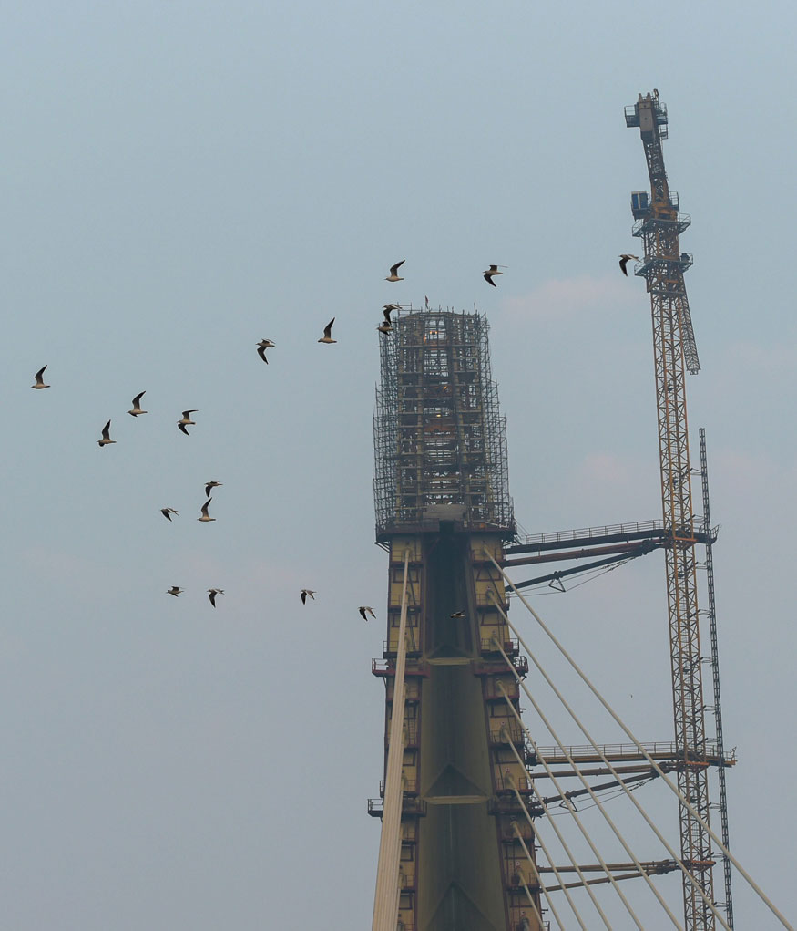 Signature Bridge: India's First Asymmetrical Cable-Stayed Bridge - News18