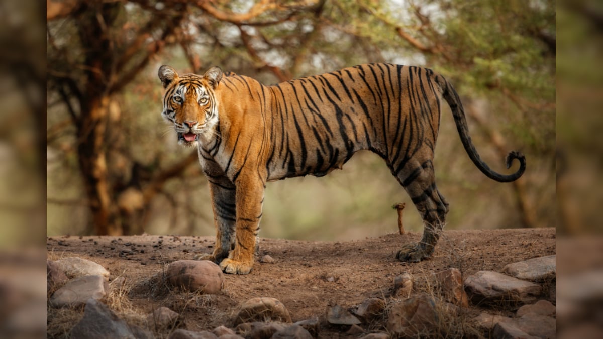 Man-Eater Tiger Captured in Uttarakhand's Corbett Reserve - News18