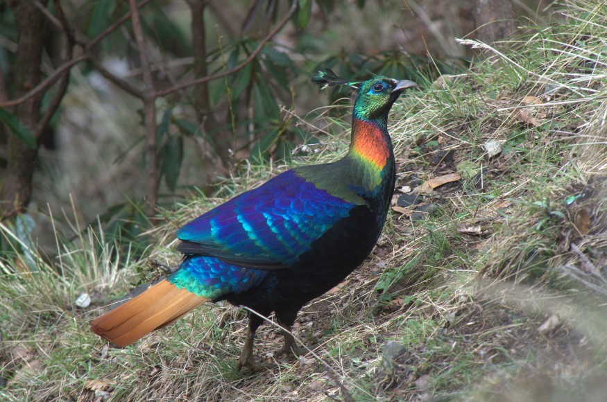 Nature & Wildlife Captured Through Padma Awardee Anup Sah's Lens