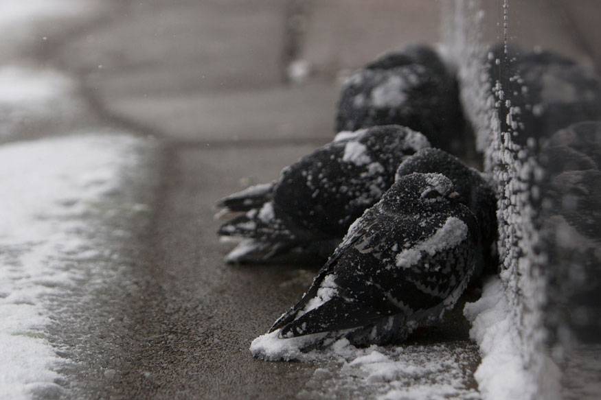 Polar Vortex: These Pictures Show How Insanely Cold Is Across US