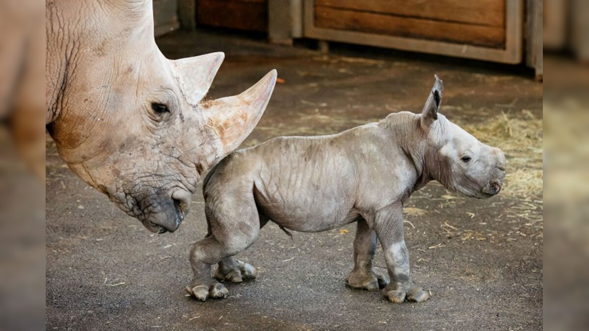 Scientists Successfully Transfer 1st Test Tube Rhino Embryo - News18