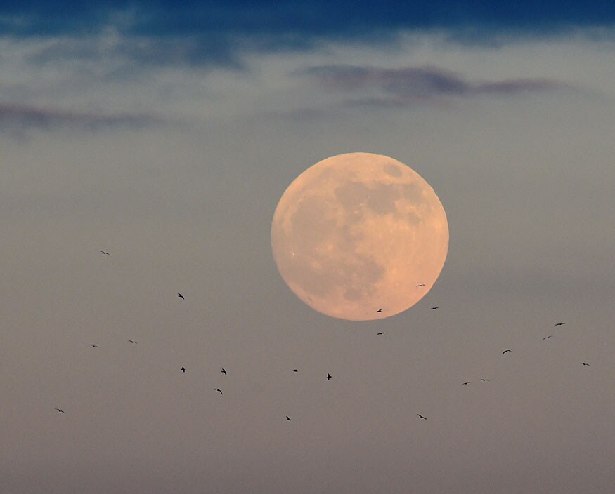 Super Blood Wolf Moon: See Pics of Only Lunar Eclipse of the Year - News18