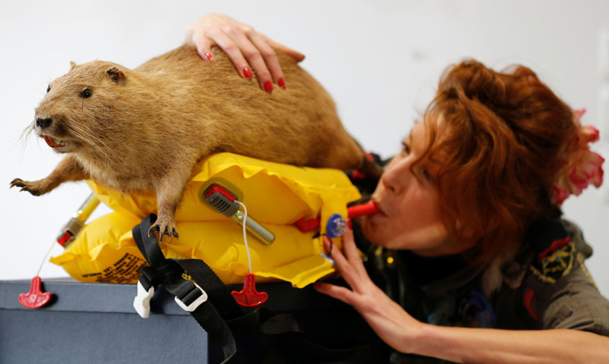 10 Captivating Pictures of Animals Transform Into Taxidermy Art - News18