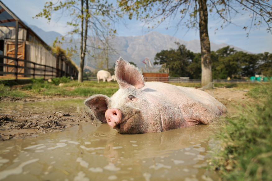 Meet Pigcasso, The Artistic Pig of Cape Town