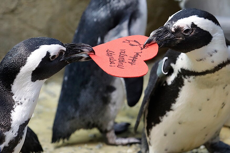 Love on the Rocks: Penguins Celebrating Valentine's Day - News18