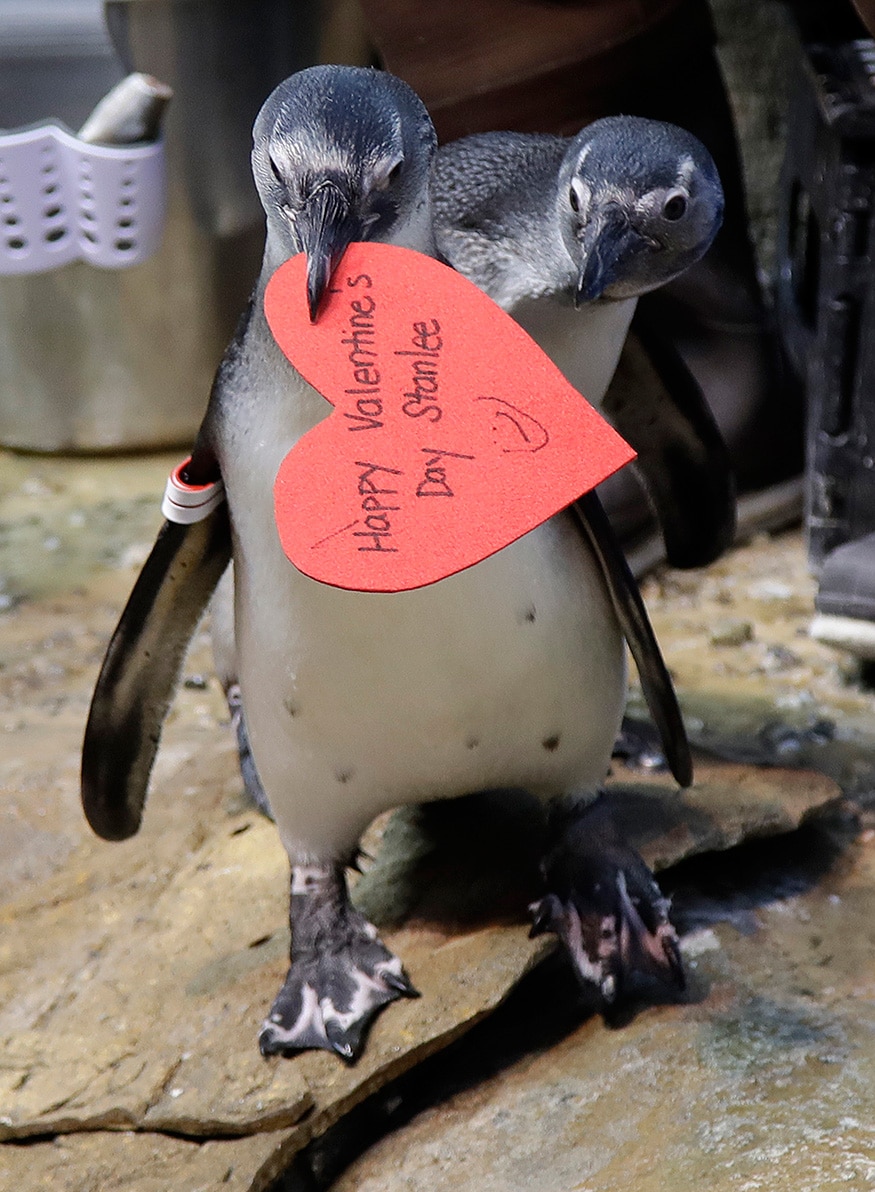 Love on the Rocks: Penguins Celebrating Valentine's Day - News18