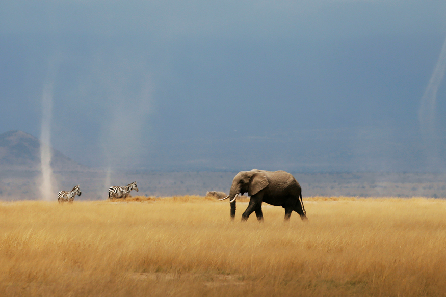 World Environment Day 2020: These 14 Species Are at Risk of Extinction ...