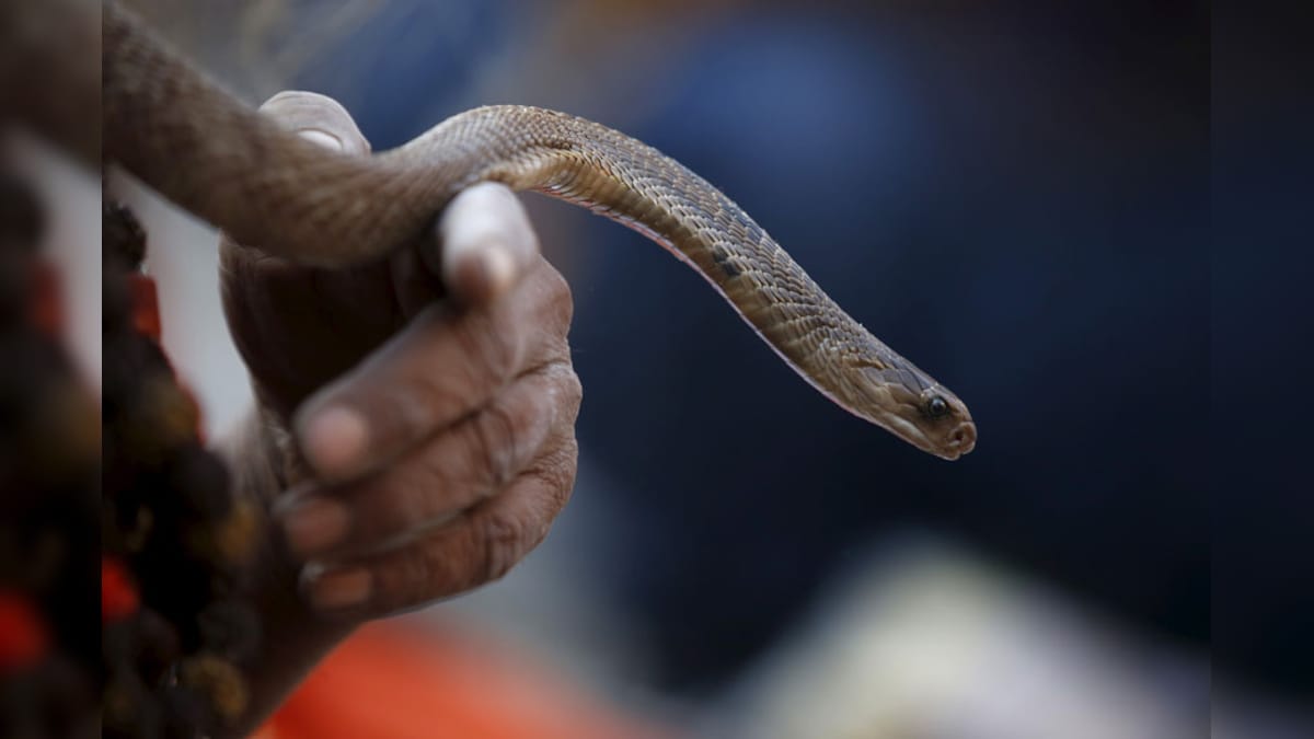 Snake Bites Man in Gujarat, Man Bites it Back, Both Die - News18