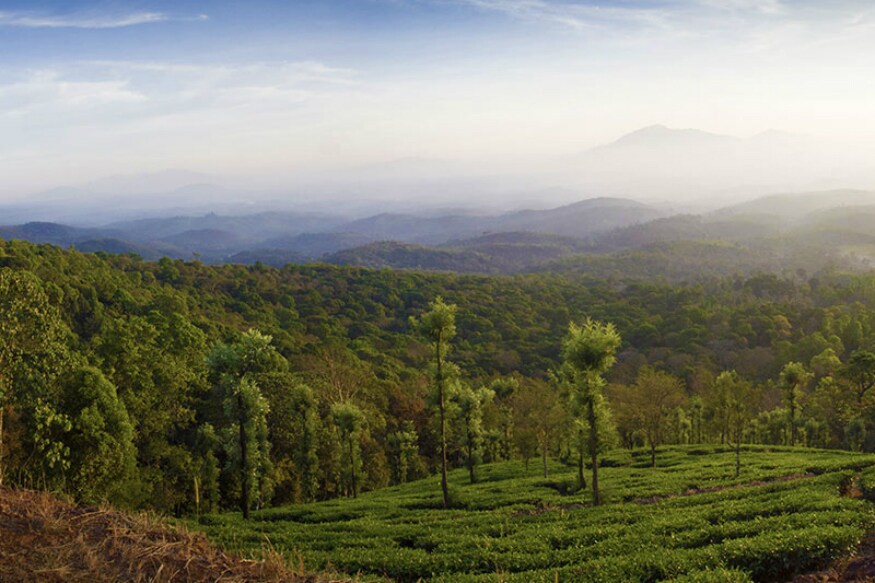 Wayanad Wanderlust: The Land of Paddy Fields is Fertile Poll Pitch This ...