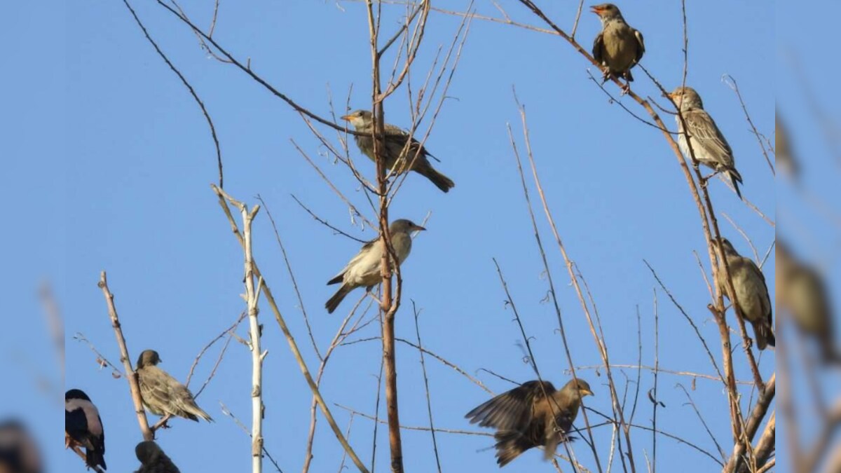 Climate Change is Making Animals Smaller by Shrinking Body Size ...