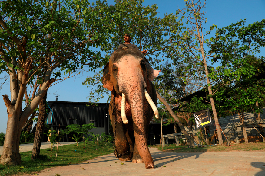 Photos of Revered White Elephant Fit for a Thai King Vajiralongkorn ...