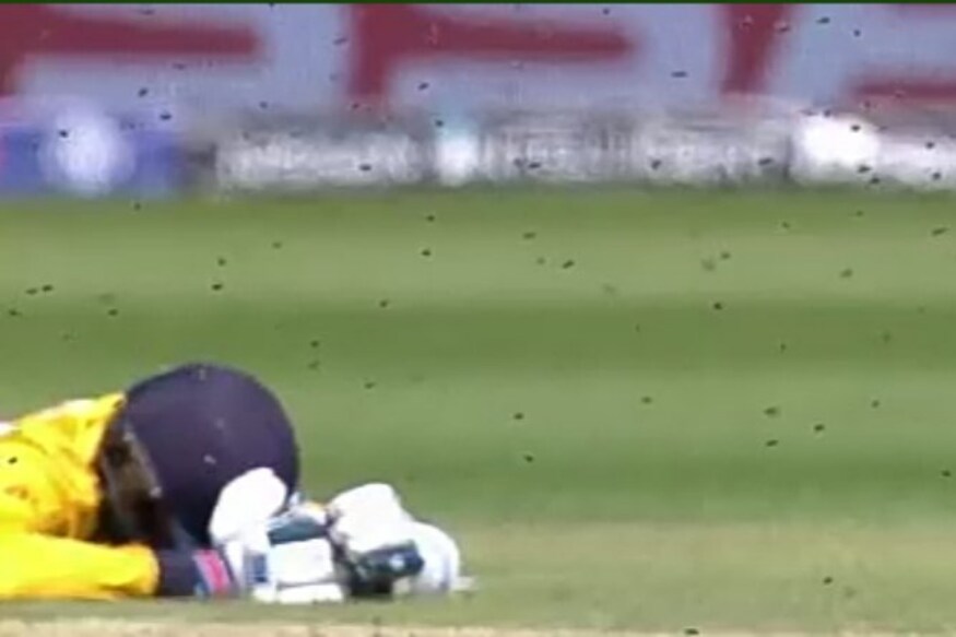 ICC World Cup 2019: Bee Attack During Sri Lanka vs South Africa Sparks ...