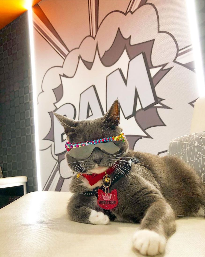 Meet Famous Instagram Cat Bagel Who Owns 600 Pairs of Sunglasses - News18