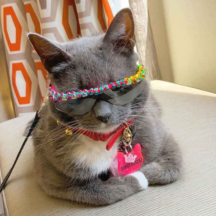 Meet Famous Instagram Cat Bagel Who Owns 600 Pairs of Sunglasses - News18