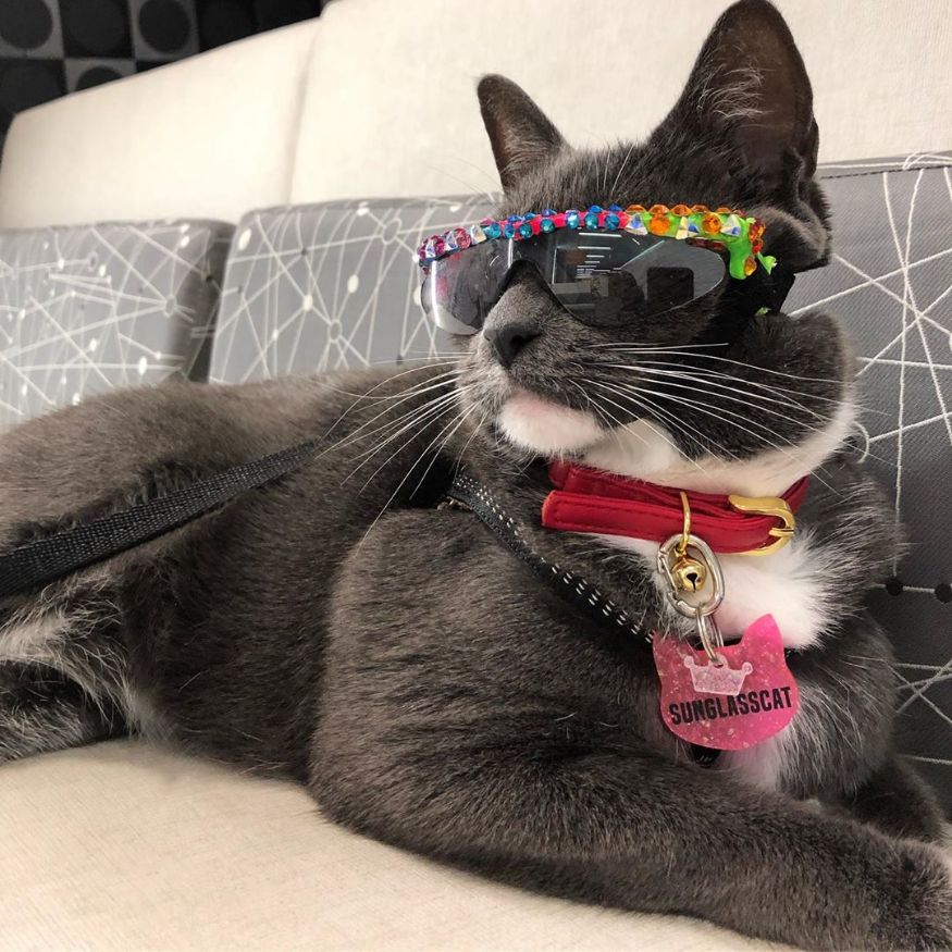 Meet Famous Instagram Cat Bagel Who Owns 600 Pairs of Sunglasses - News18