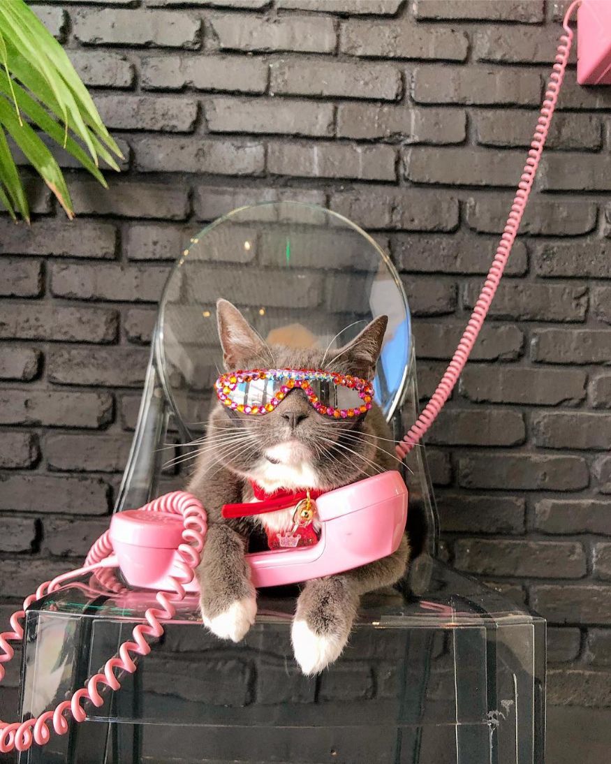 Meet Famous Instagram Cat Bagel Who Owns 600 Pairs of Sunglasses - News18