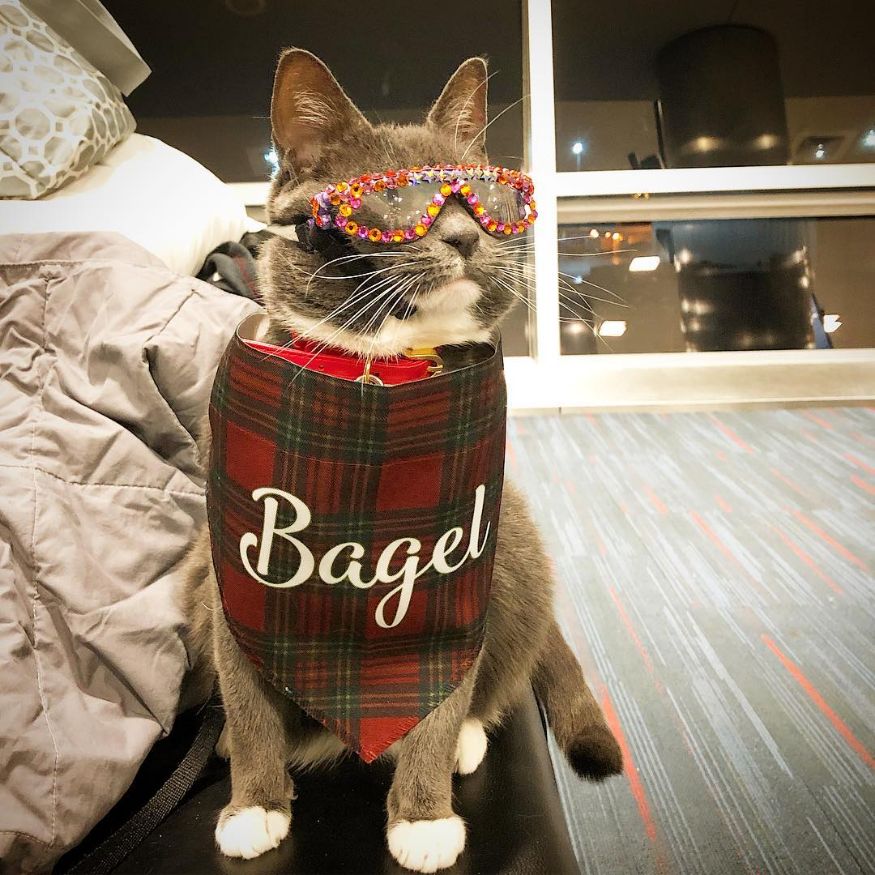 Meet Famous Instagram Cat Bagel Who Owns 600 Pairs of Sunglasses ...