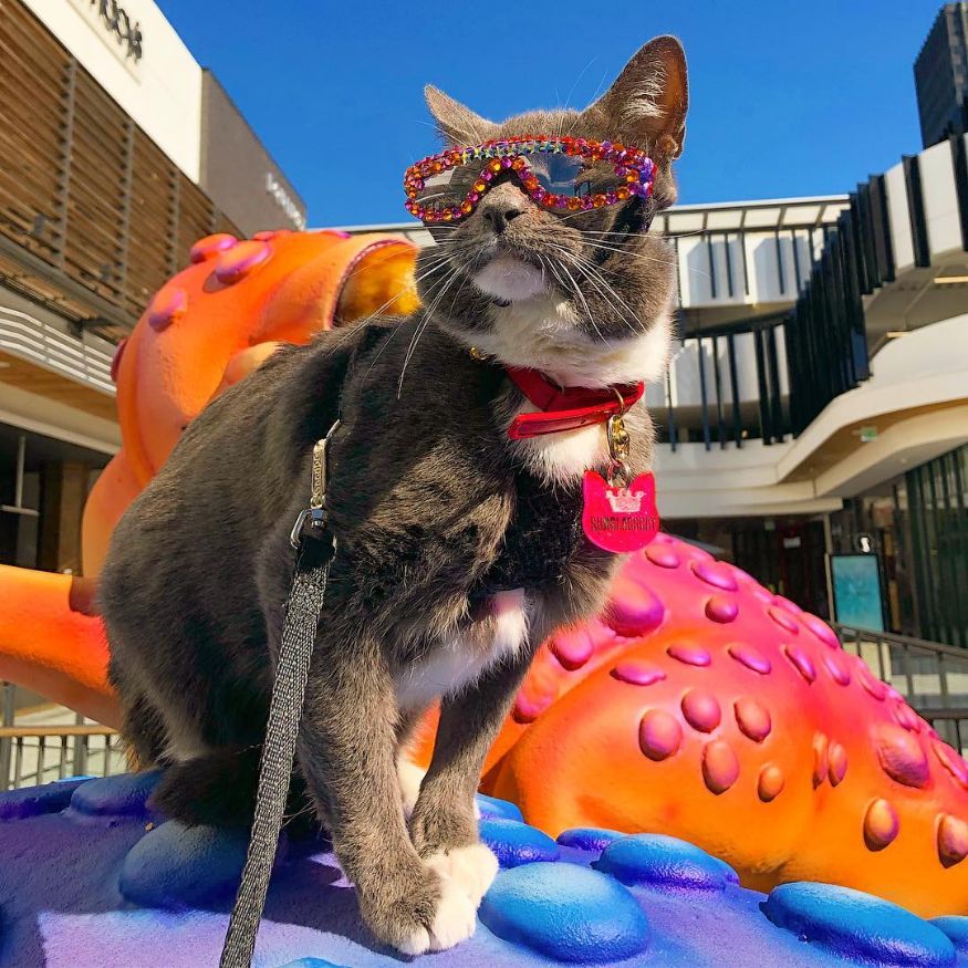 Meet Famous Instagram Cat Bagel Who Owns 600 Pairs of Sunglasses - News18